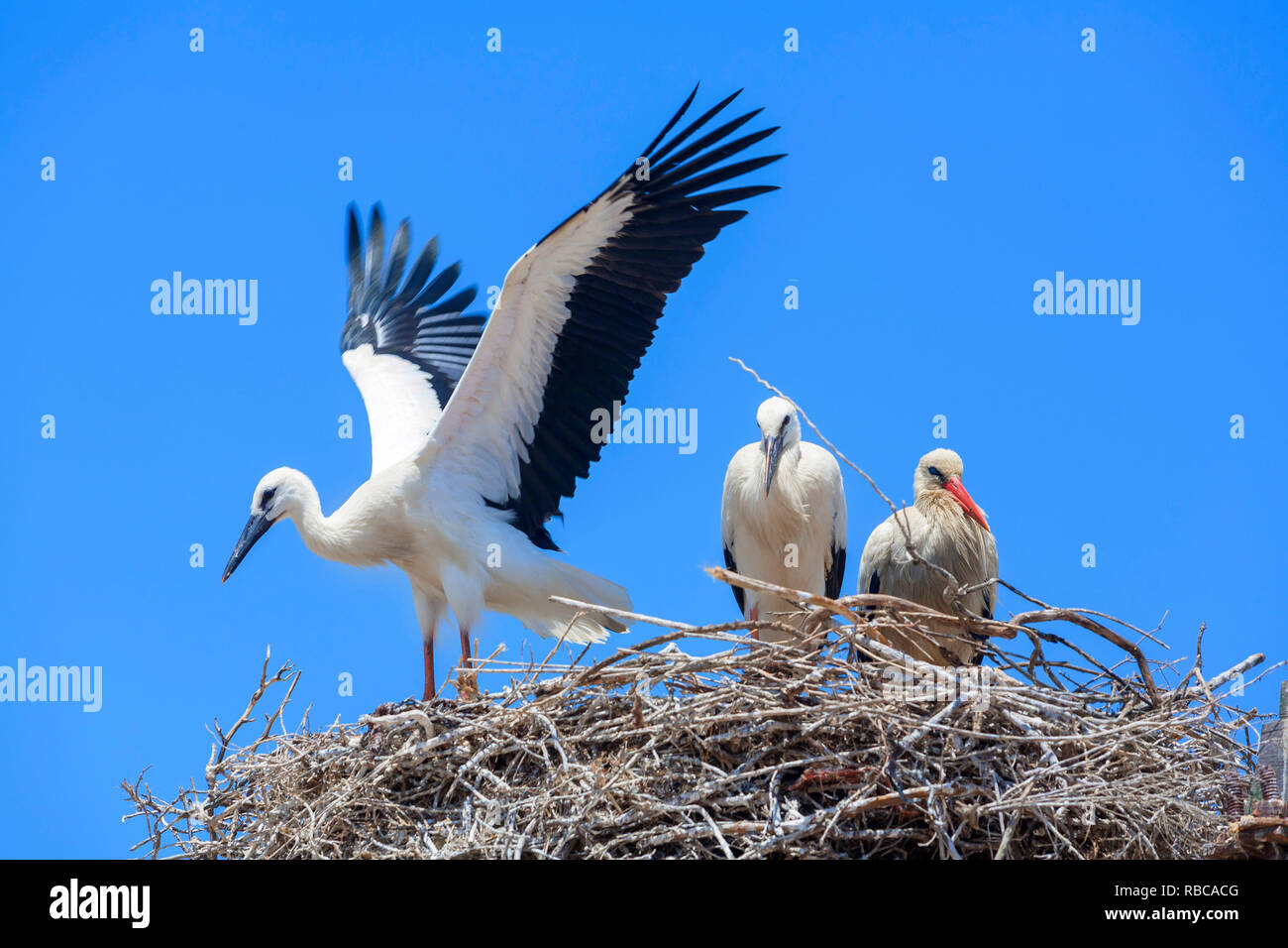 White stork nesting faro algarve hi-res stock photography and images ...