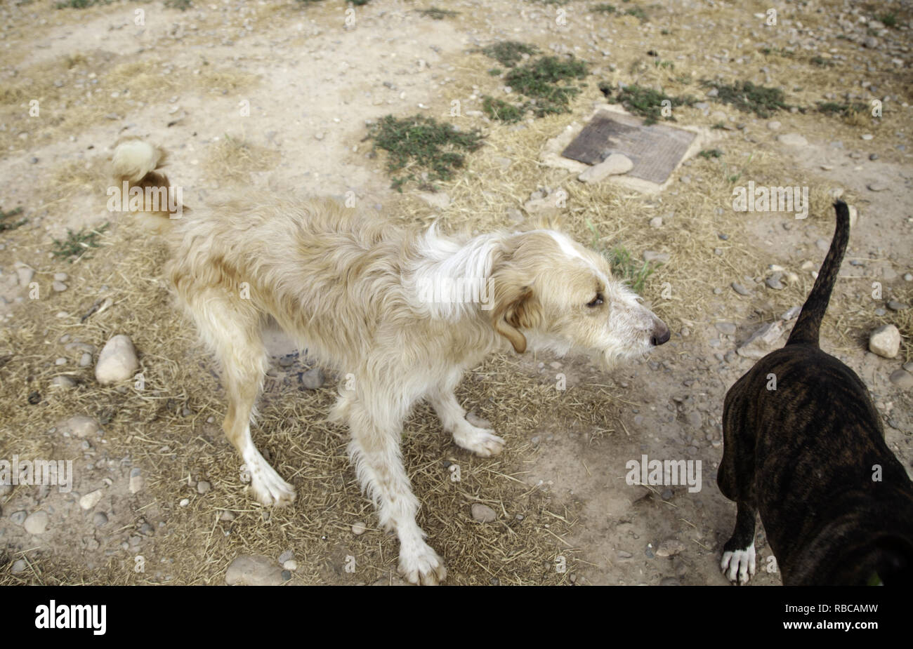 Dogs playing park, domestic animals and nature Stock Photo - Alamy