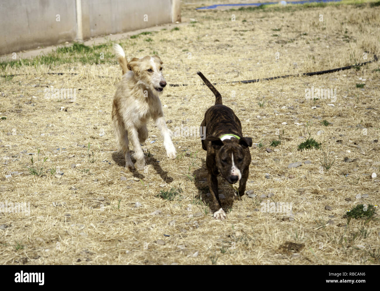 Dogs playing park, domestic animals and nature Stock Photo - Alamy