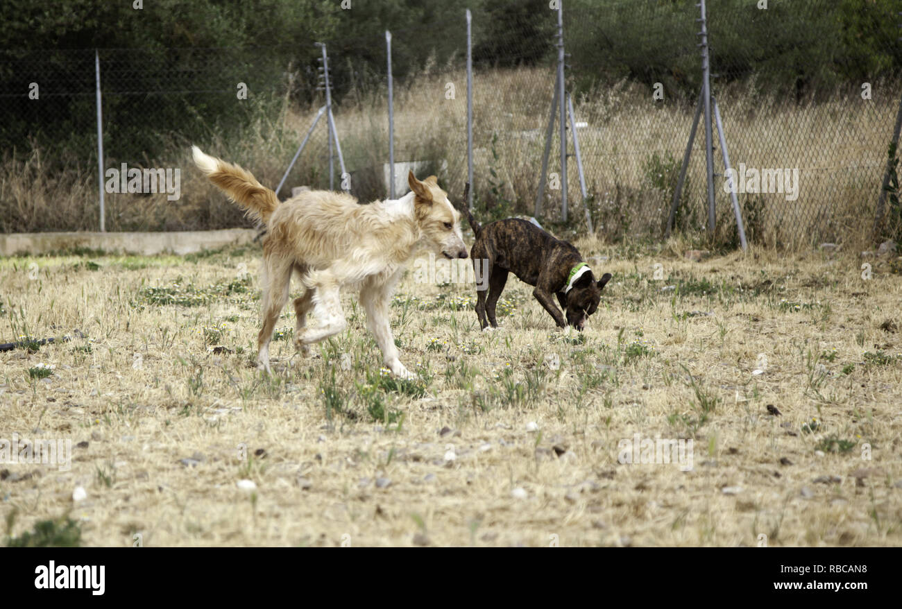 Dogs playing park, domestic animals and nature Stock Photo - Alamy