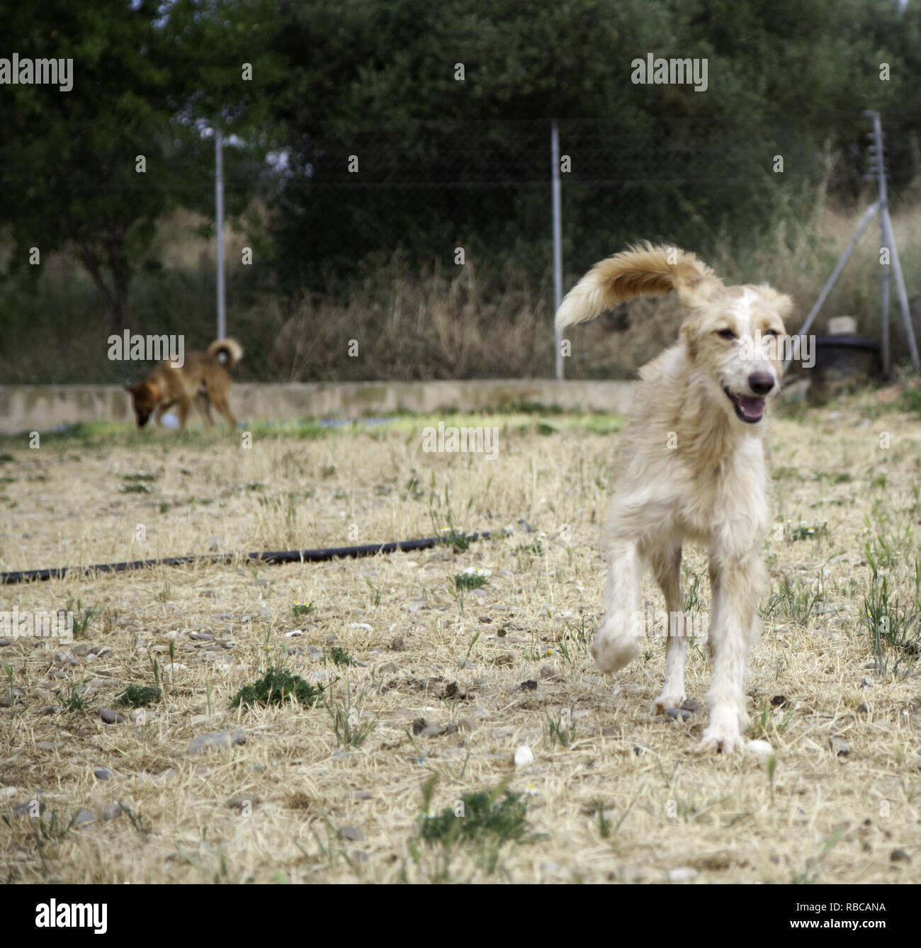 Dogs playing park, domestic animals and nature Stock Photo - Alamy