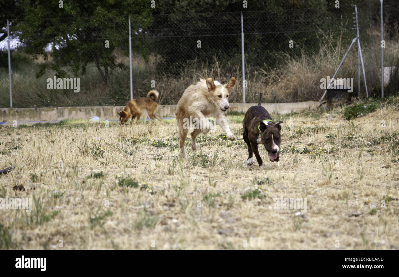 Dogs playing park, domestic animals and nature Stock Photo - Alamy