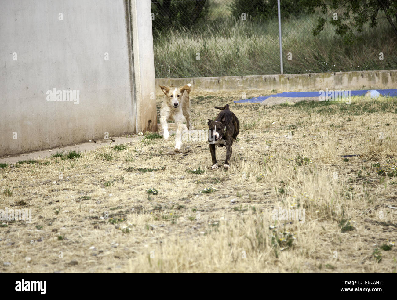 Dogs playing park, domestic animals and nature Stock Photo - Alamy