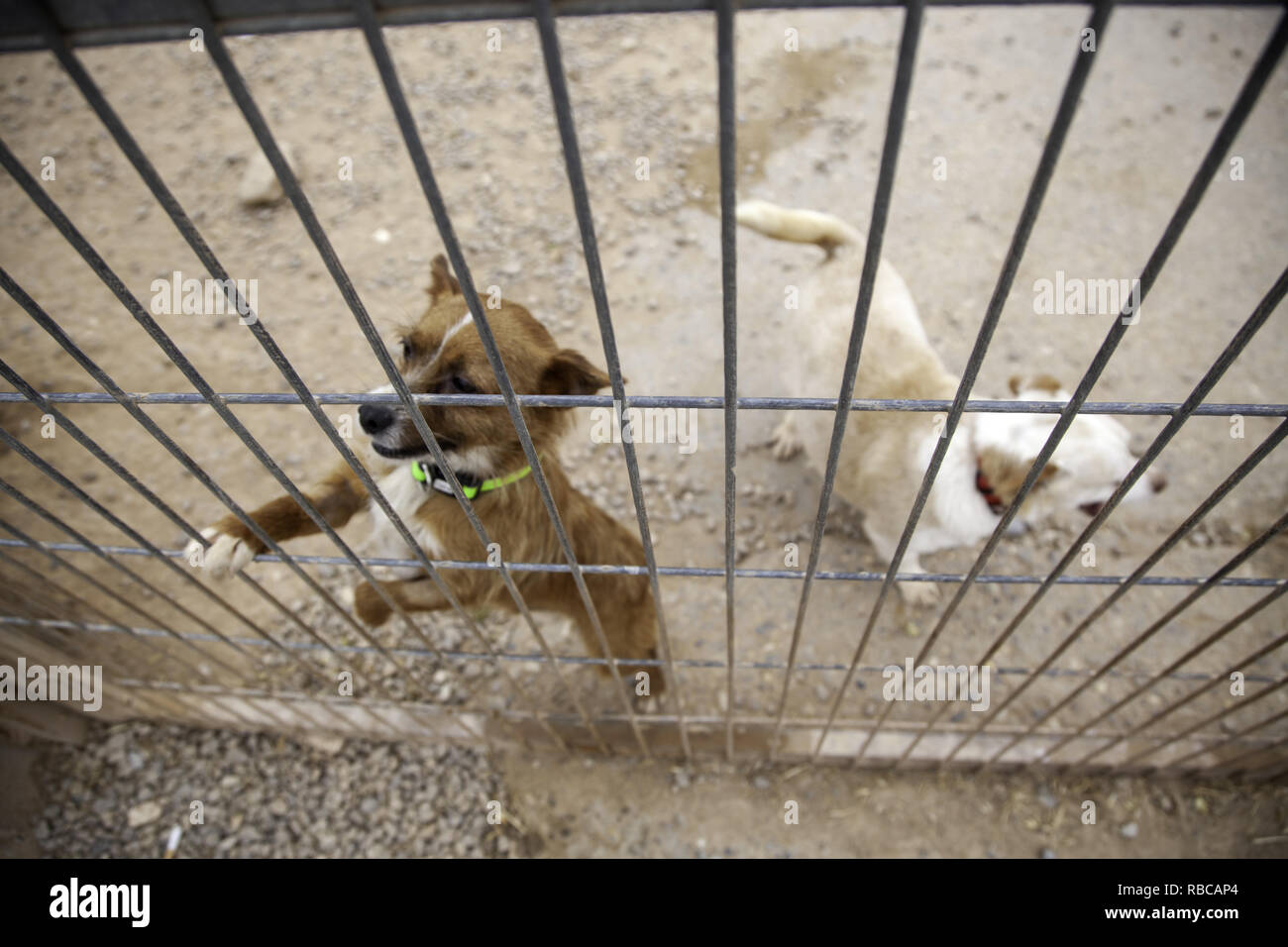 Dog in enclosed kennel, abandoned animals, abuse Stock Photo - Alamy