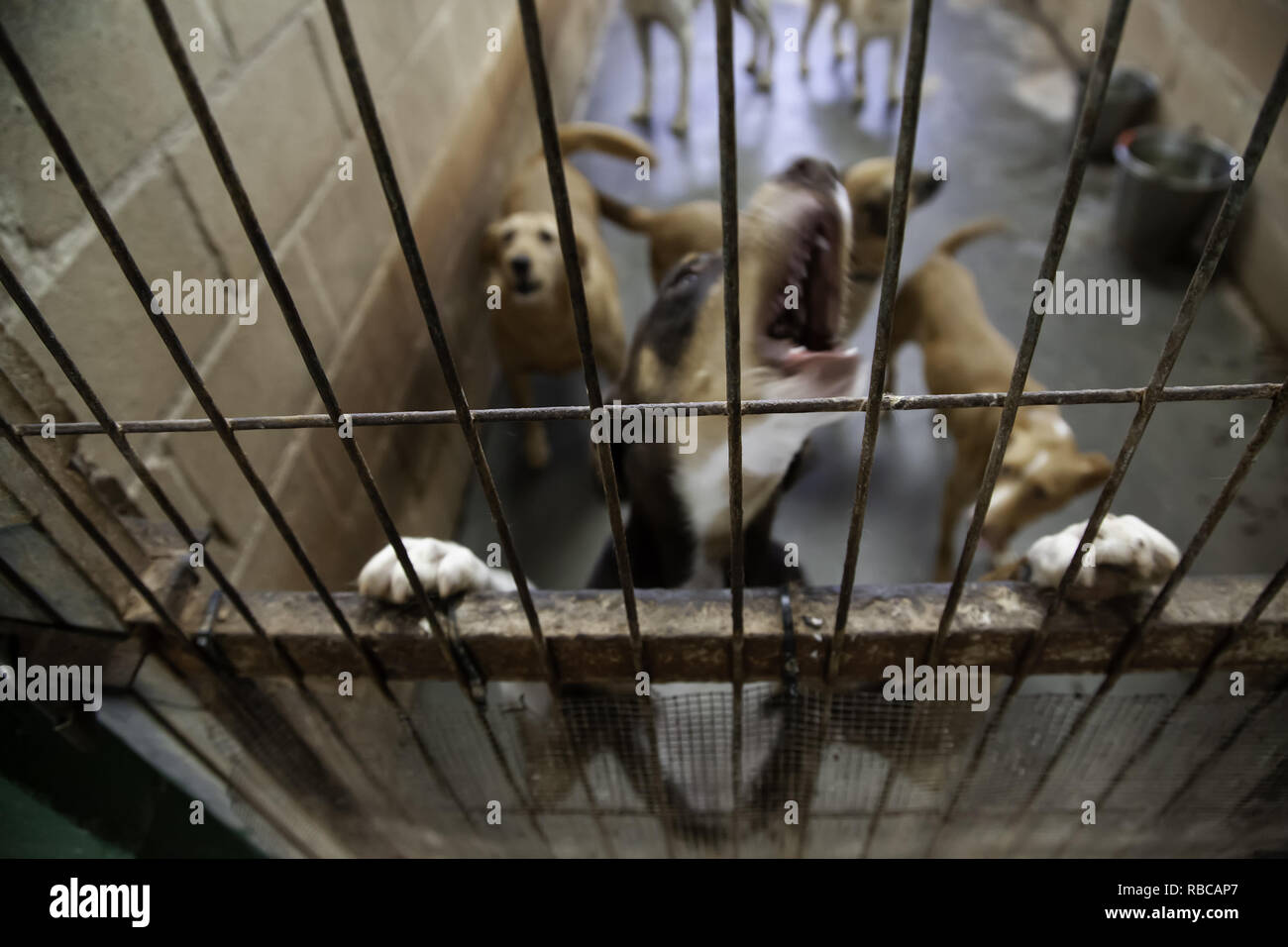 Dog in enclosed kennel, abandoned animals, abuse Stock Photo - Alamy
