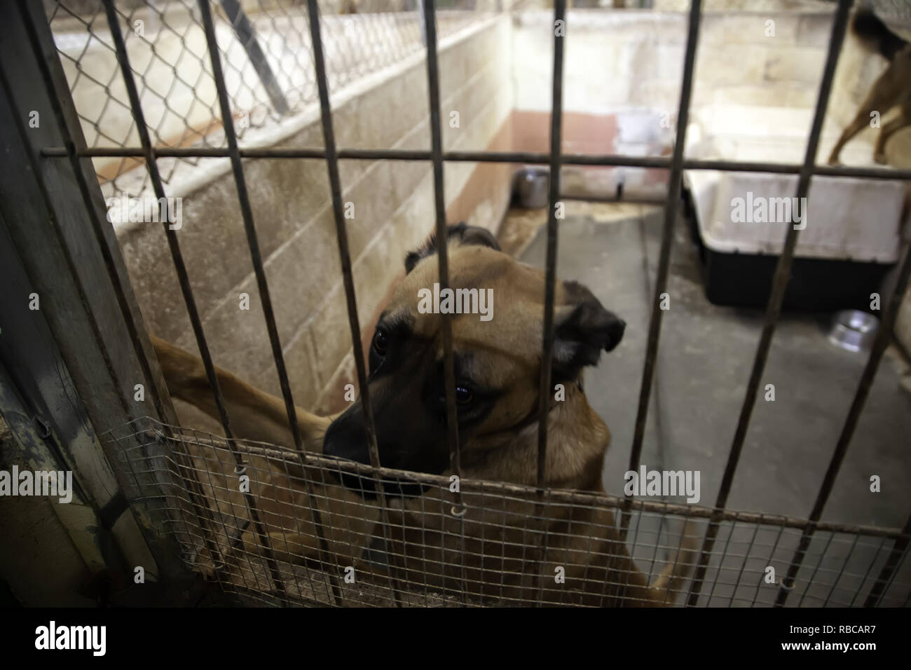 Dog in enclosed kennel, abandoned animals, abuse Stock Photo - Alamy