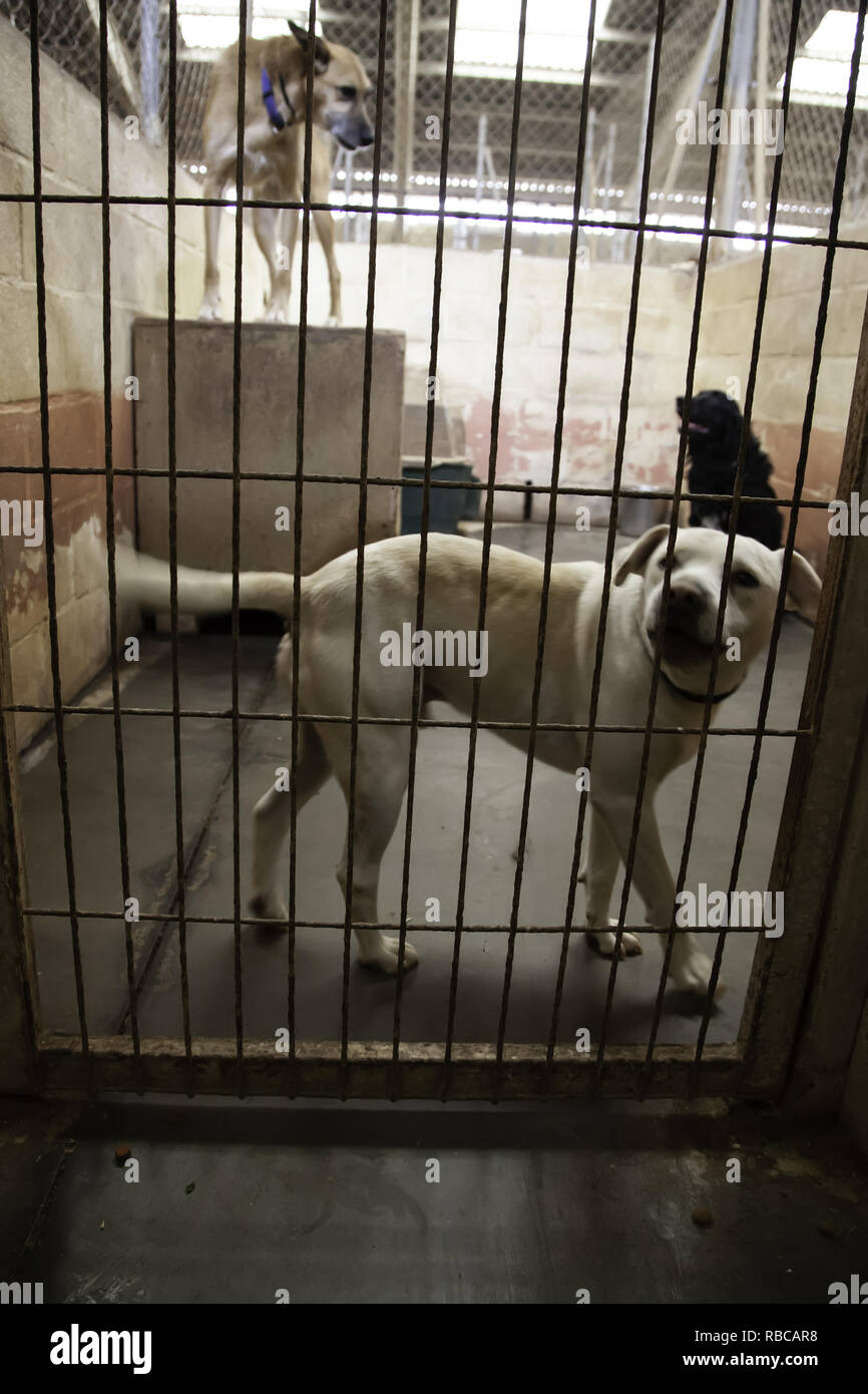 Dog in enclosed kennel, abandoned animals, abuse Stock Photo - Alamy