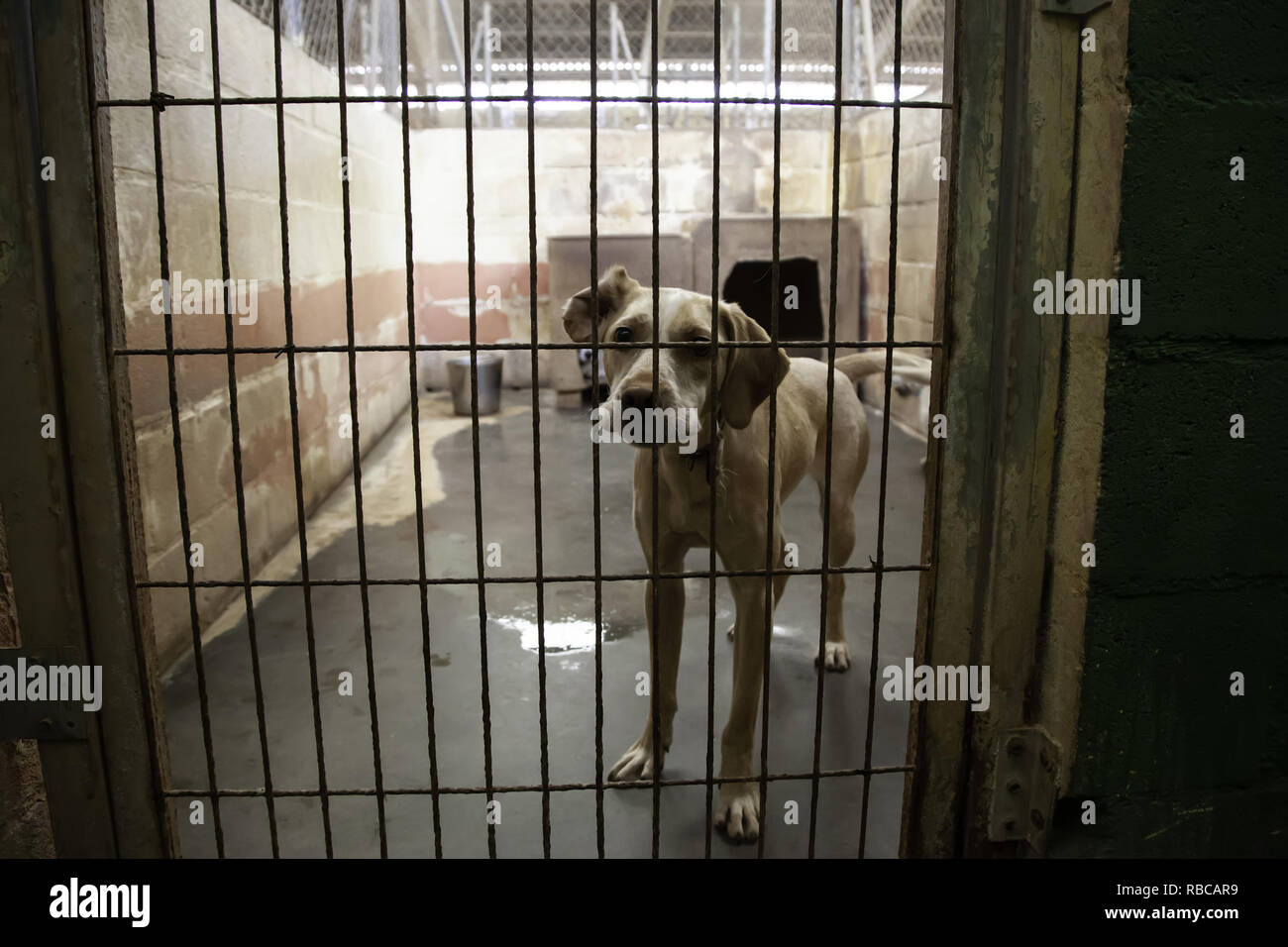 Dog in enclosed kennel, abandoned animals, abuse Stock Photo - Alamy