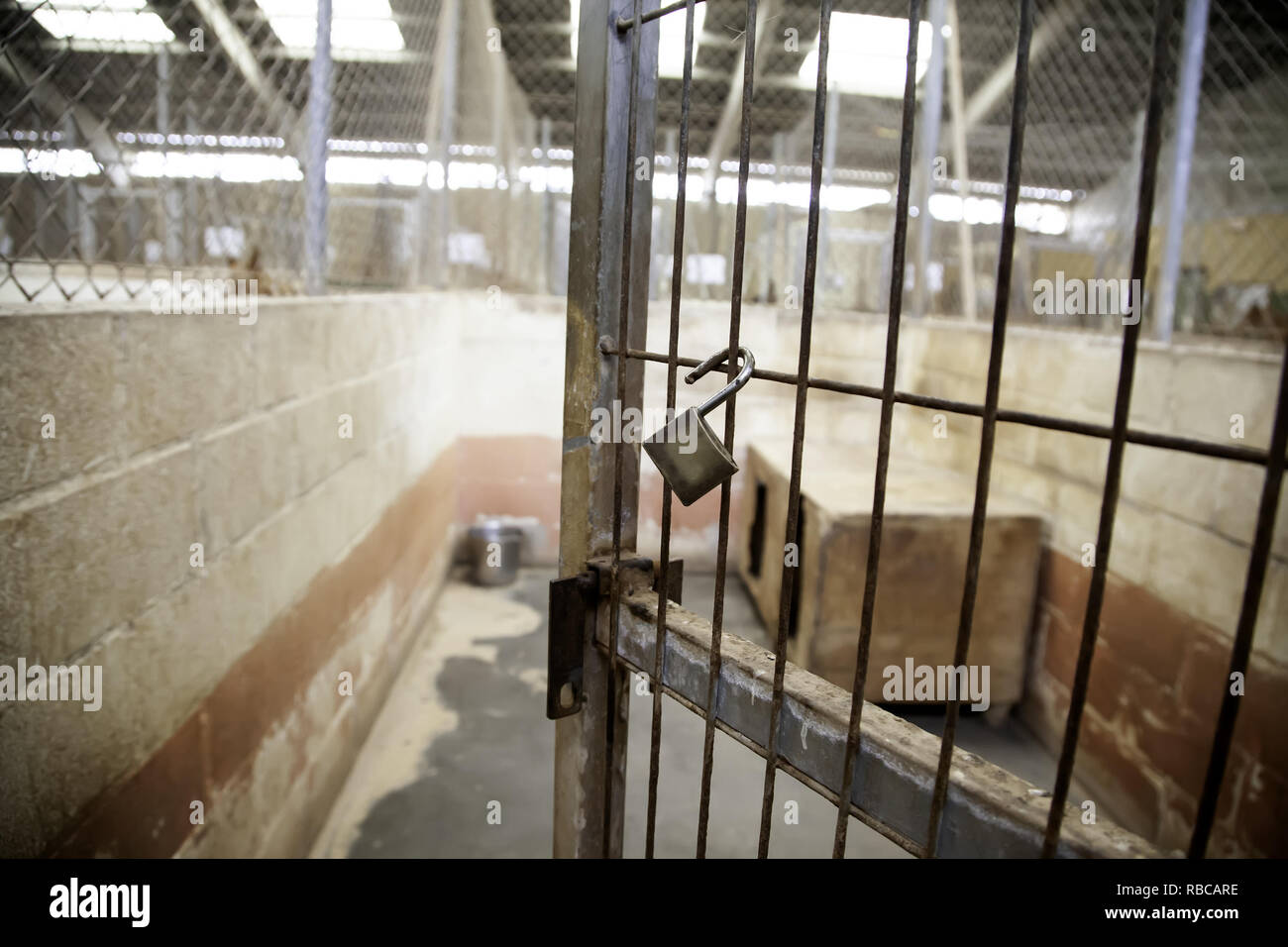 Dog in enclosed kennel, abandoned animals, abuse Stock Photo - Alamy