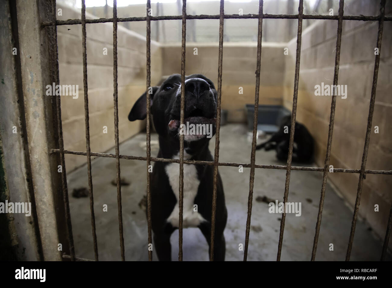Dog in enclosed kennel, abandoned animals, abuse Stock Photo - Alamy