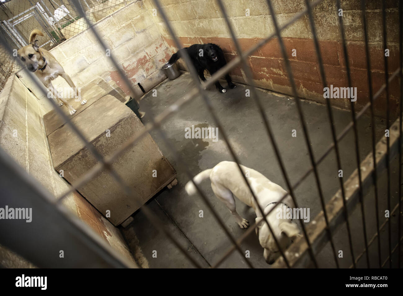 Dog in enclosed kennel, abandoned animals, abuse Stock Photo - Alamy