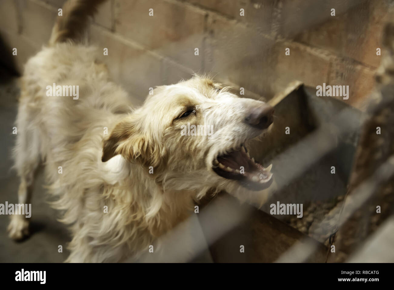 Abandoned animals hi-res stock photography and images - Alamy