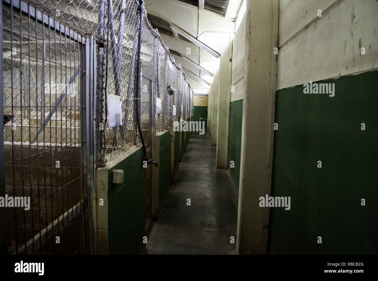 Dog in enclosed kennel, abandoned animals, abuse Stock Photo - Alamy