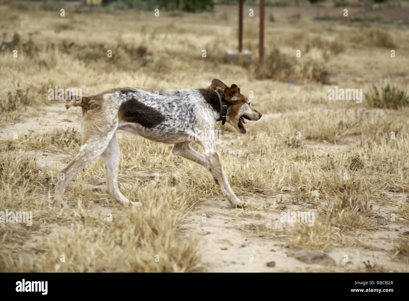 Hunting dog park, animals and nature, mammals Stock Photo - Alamy