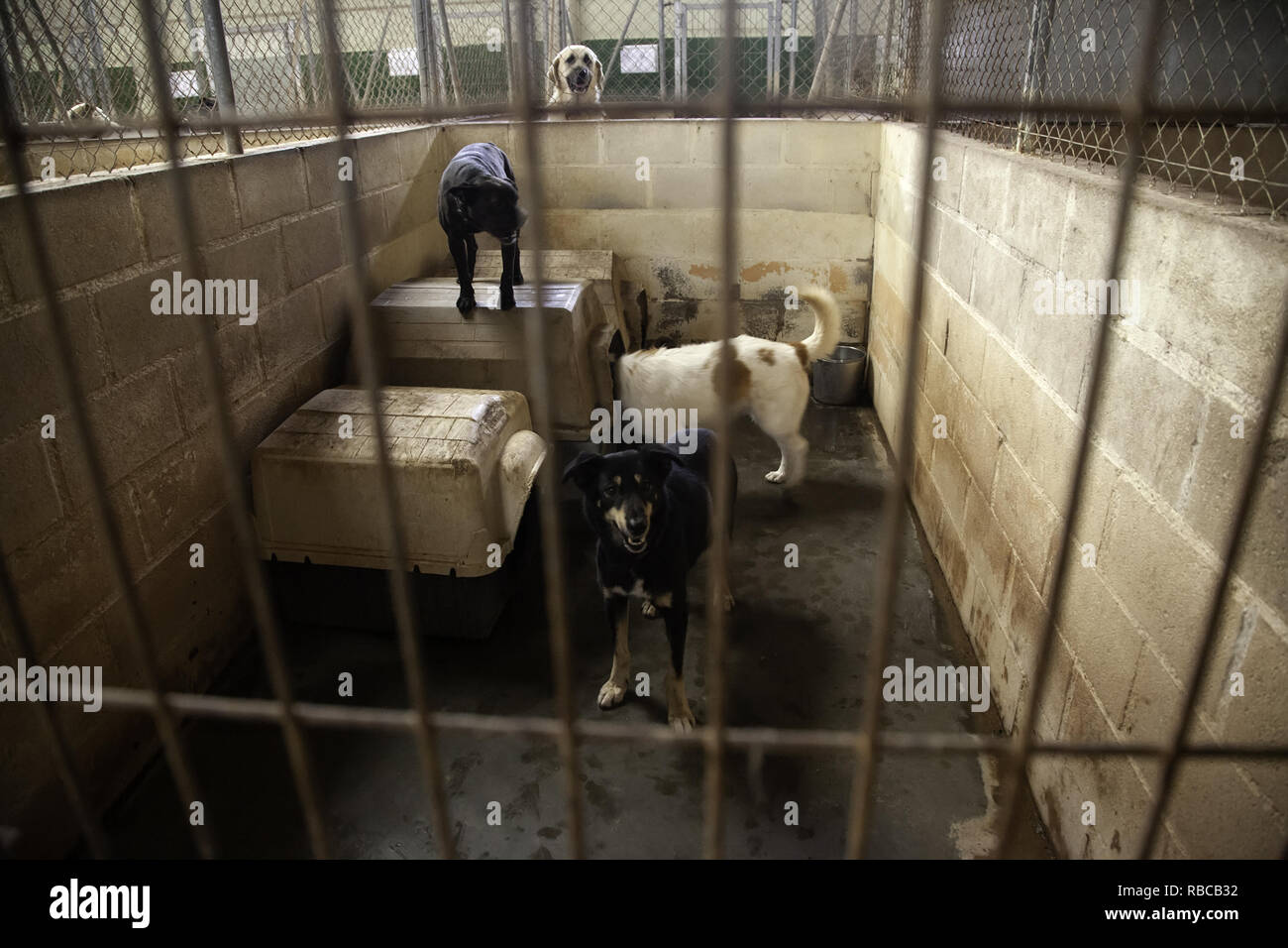 Dog in enclosed kennel, abandoned animals, abuse Stock Photo - Alamy