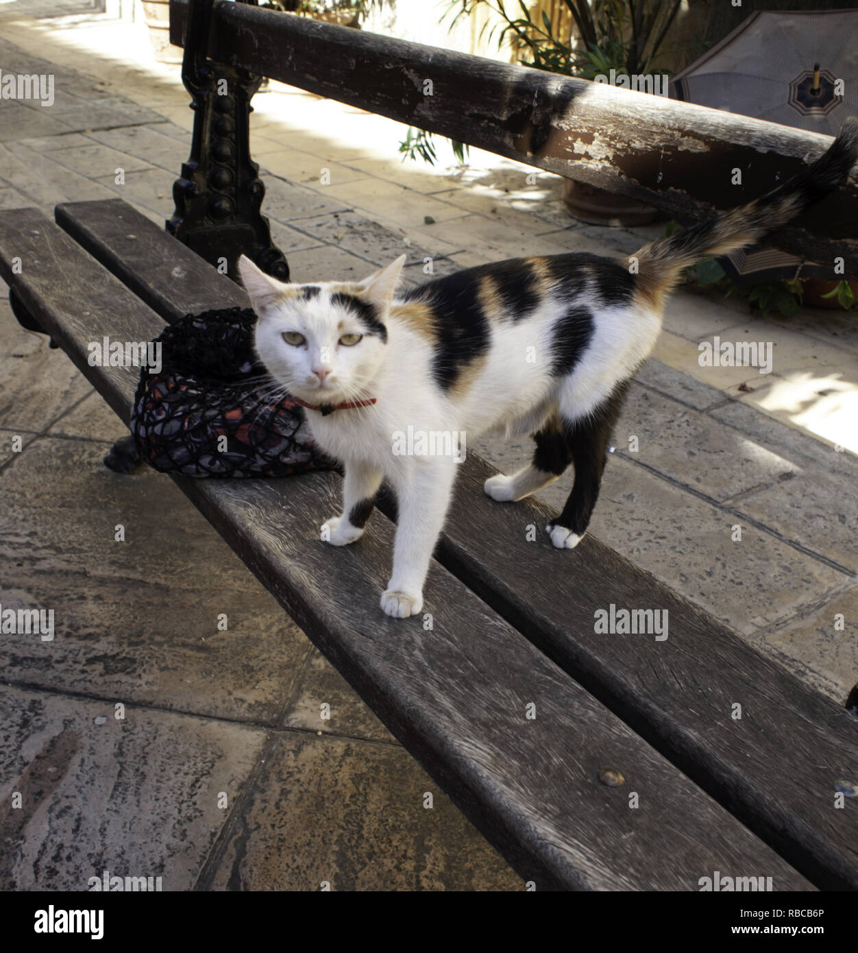 Cats abandoned on the street, animal abuse, loneliness Stock Photo - Alamy