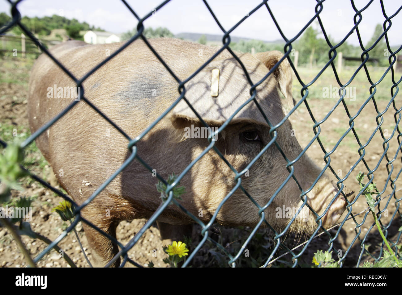 Pigs in animal farm, nature and food industry Stock Photo - Alamy