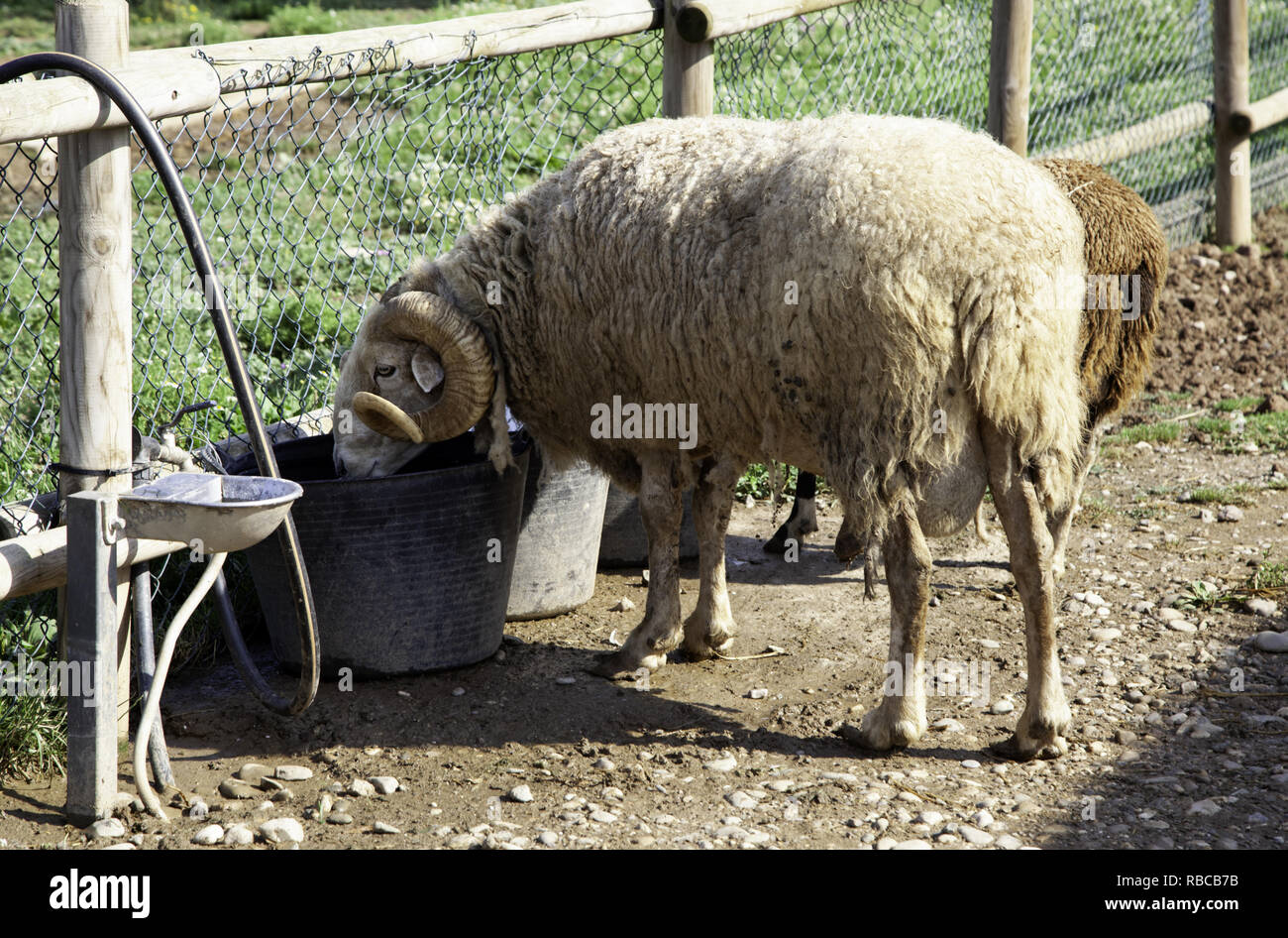 Sheep in barnyard farm animals, nature and captivity, explotacion Stock ...