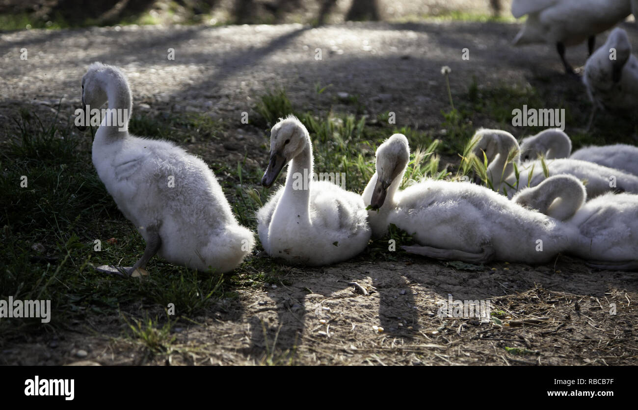 Birds eye view small farm hi-res stock photography and images - Alamy