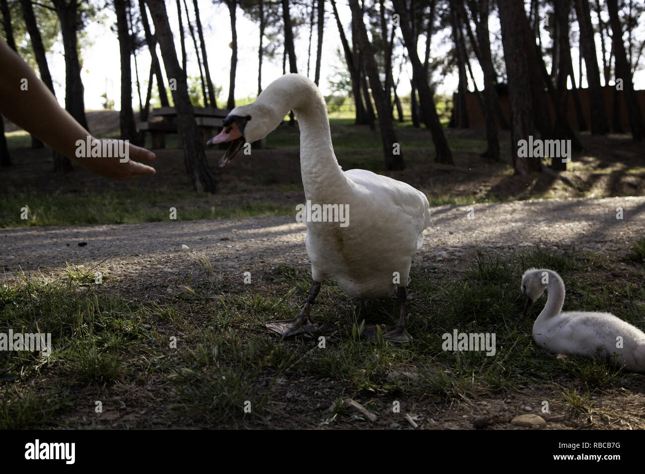 Birds eye view small farm hi-res stock photography and images - Alamy