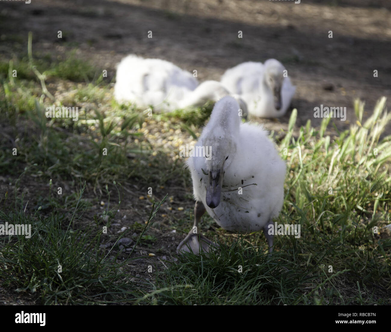 Small ducks puppies in natural park, animals and landscape Stock Photo ...