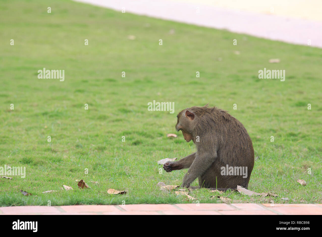 Macaque phetchaburi hi-res stock photography and images - Alamy