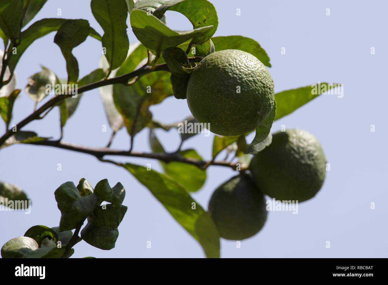 Orange tree in the summer Stock Photo - Alamy