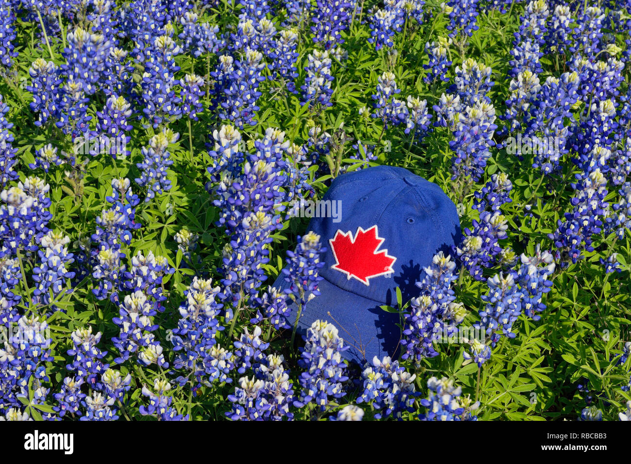 Blue bonnet hi-res stock photography and images - Alamy