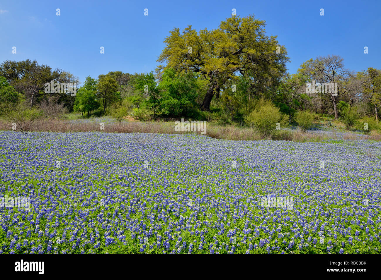 A large field of Texas bluebonnets with oak trees, Turkey Bend Lower ...