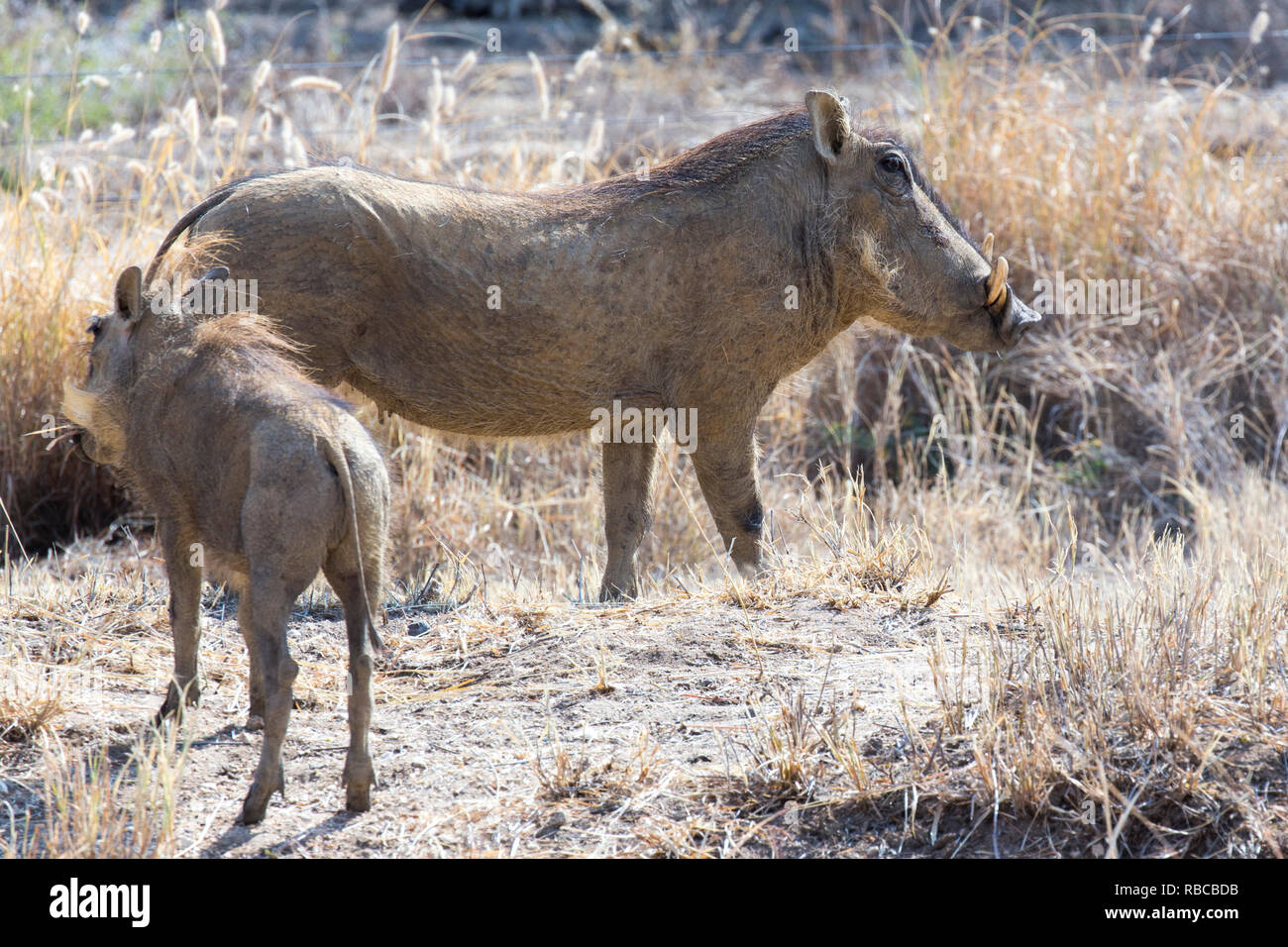 Family of wild porks in Namibia Stock Photo - Alamy