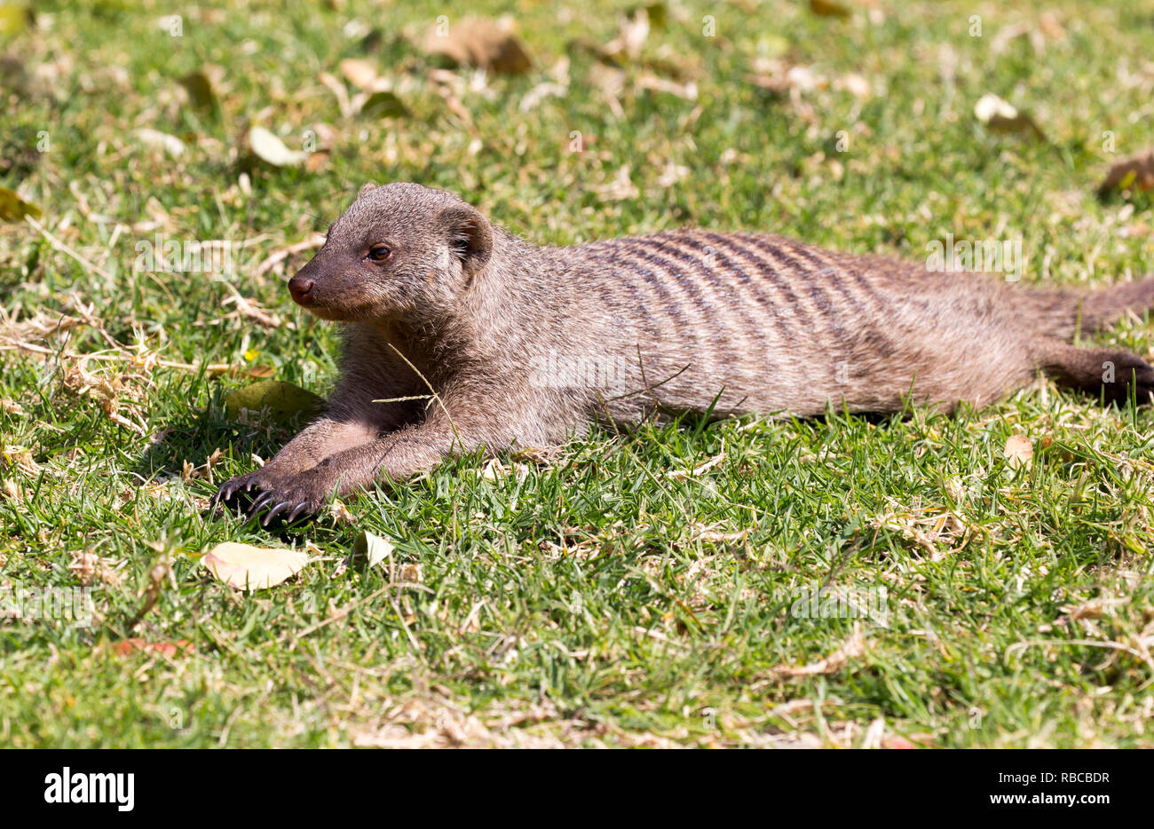 African mangoose hi-res stock photography and images - Alamy