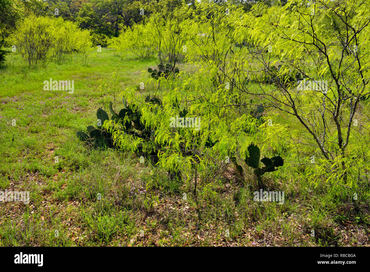 Spicewood hi-res stock photography and images - Alamy