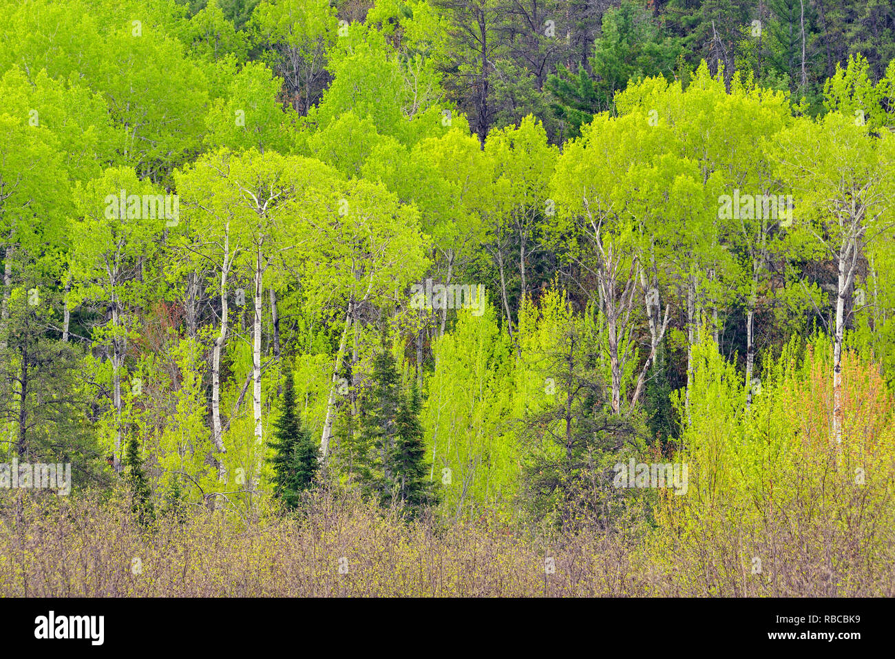 Espanola ontario hi-res stock photography and images - Alamy