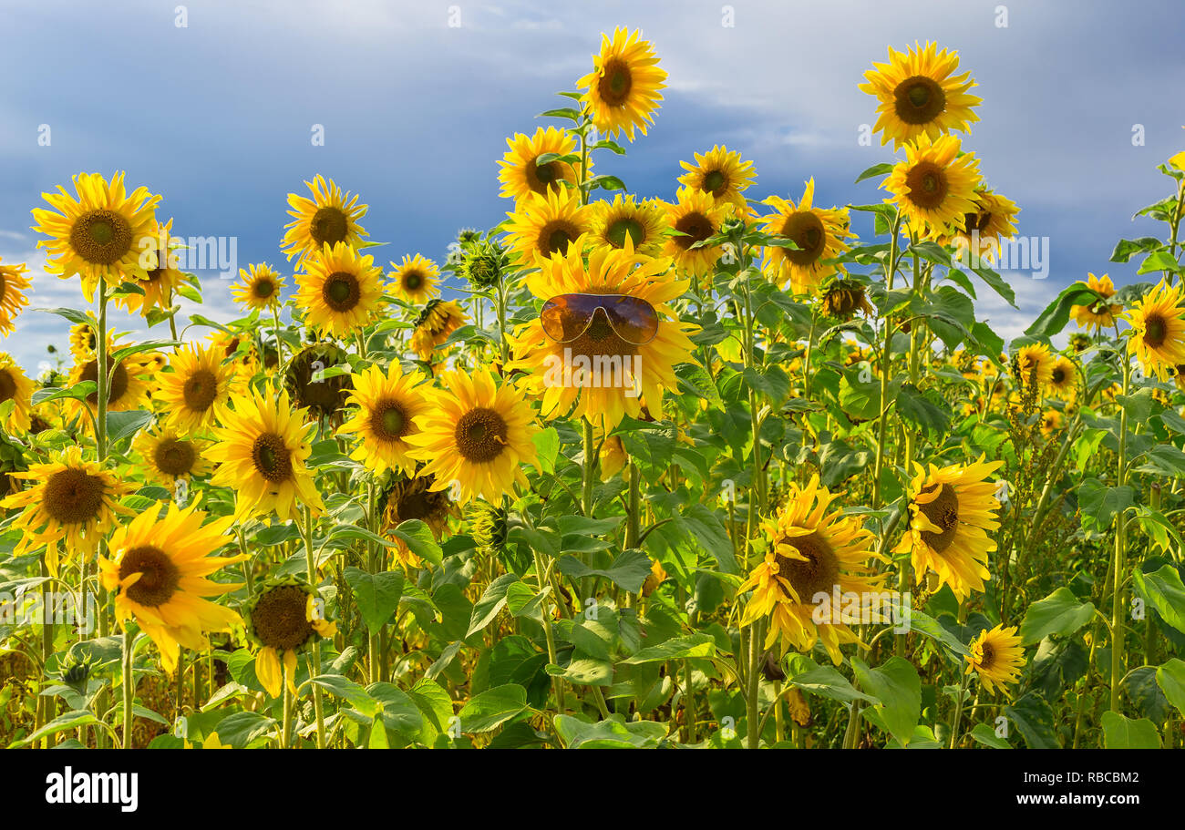 Funny sunflowers hi-res stock photography and images - Alamy