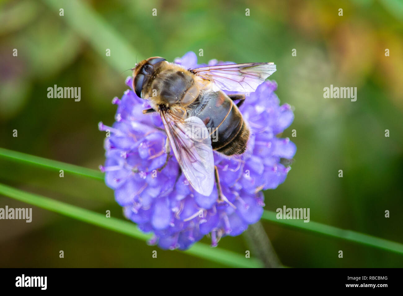 Devils bit ireland hi-res stock photography and images - Alamy