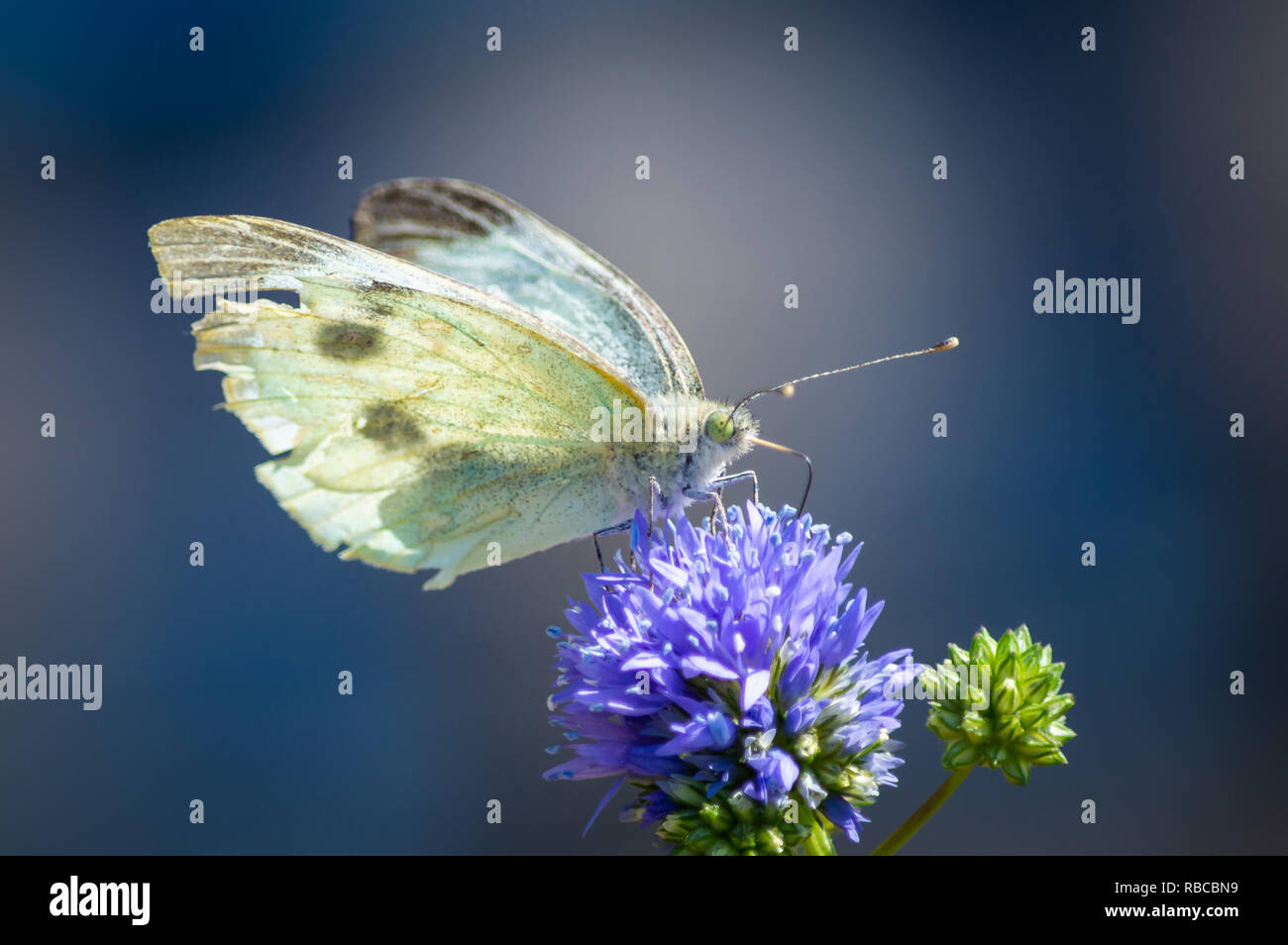 White Cornflower Butterfly High Resolution Stock Photography and Images ...