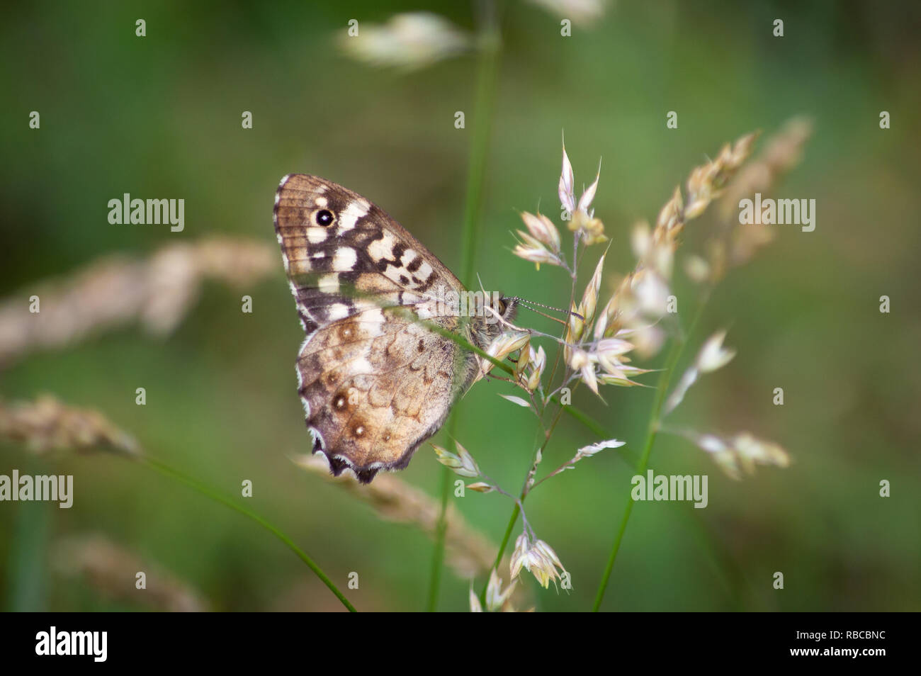 Speckled Wood butterfly showing underwing Stock Photo - Alamy