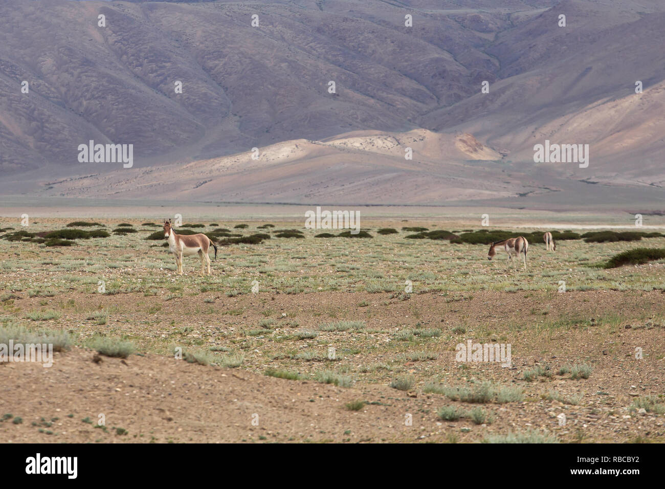 Tibetan Wild Ass or Kyang Equus Kiang on Changthang plateau in Ladakh ...
