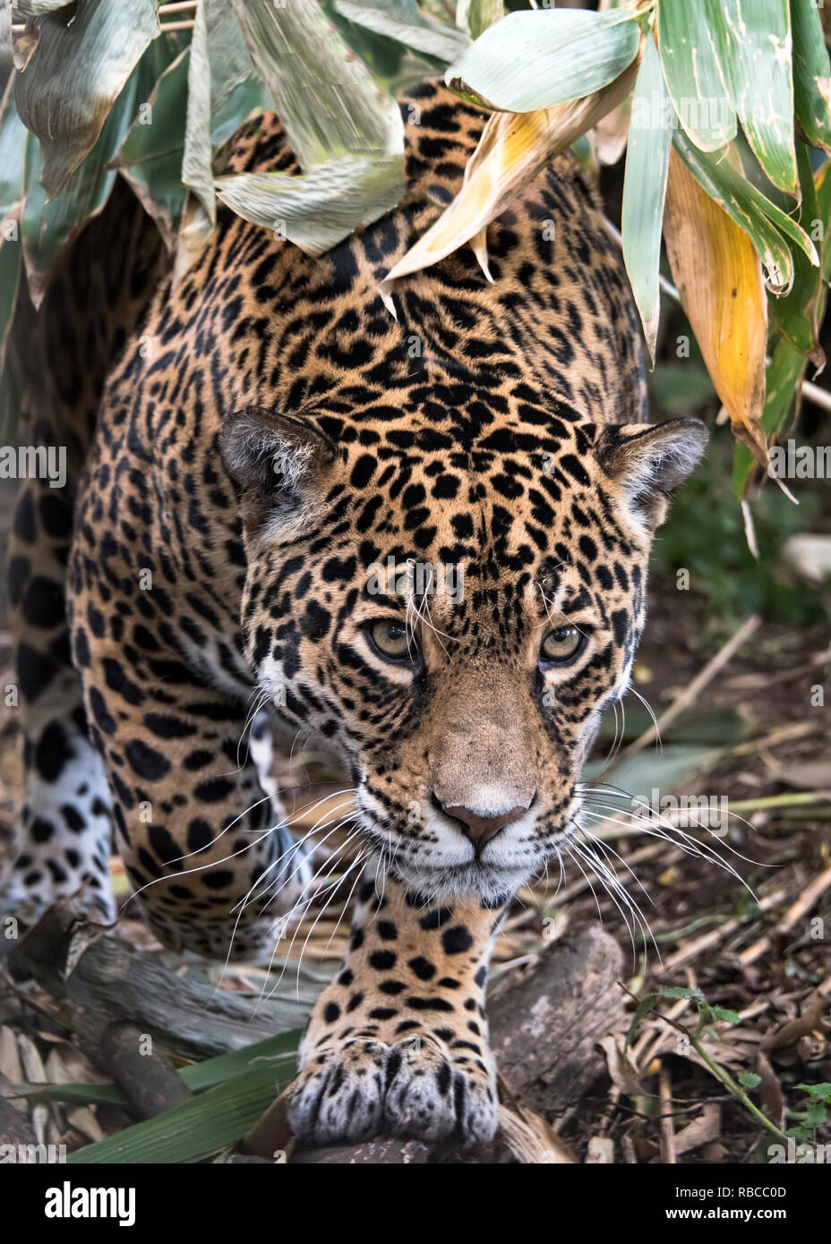 Jaguar Stalking