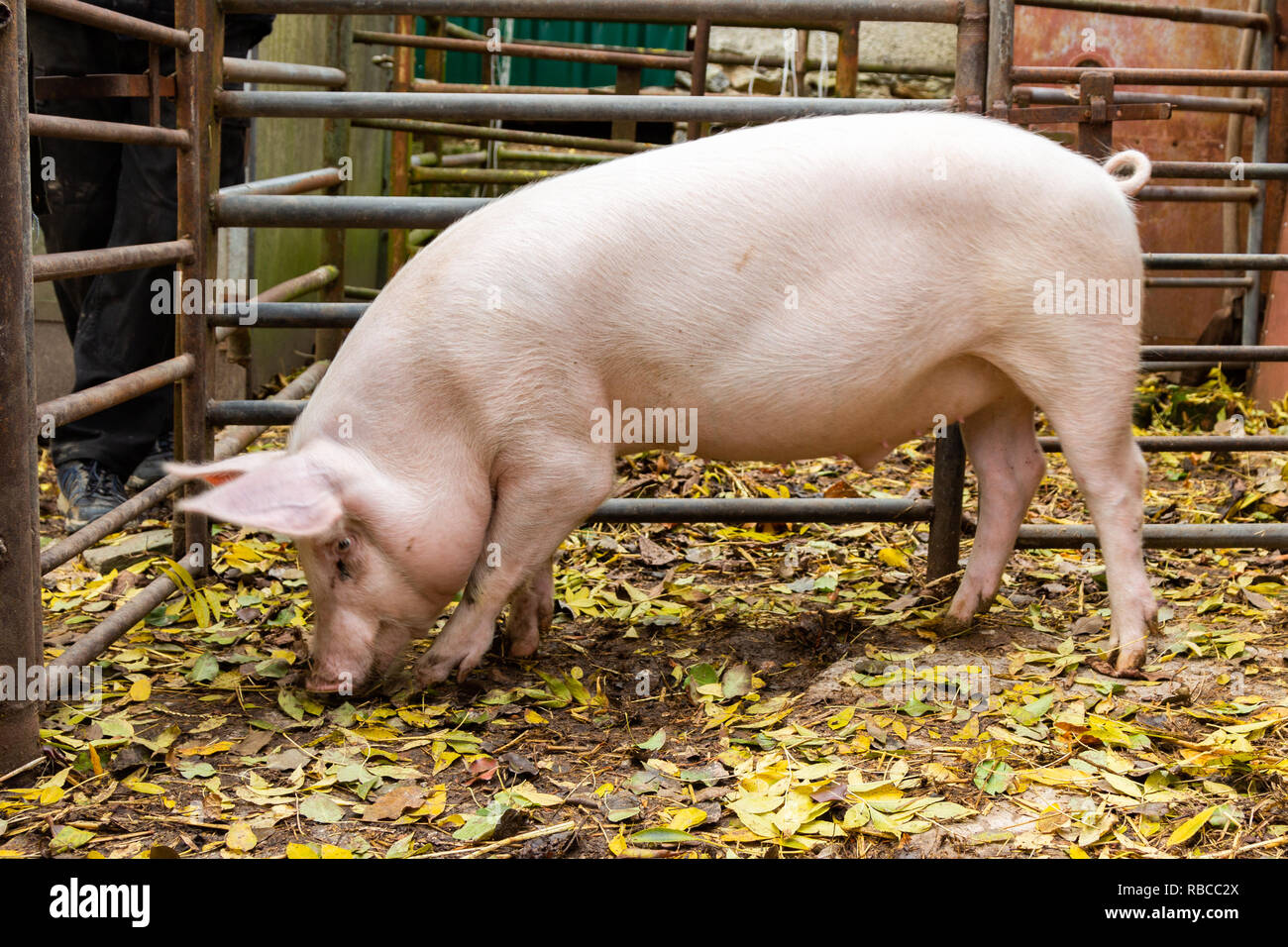 Pig rooting hi-res stock photography and images - Alamy