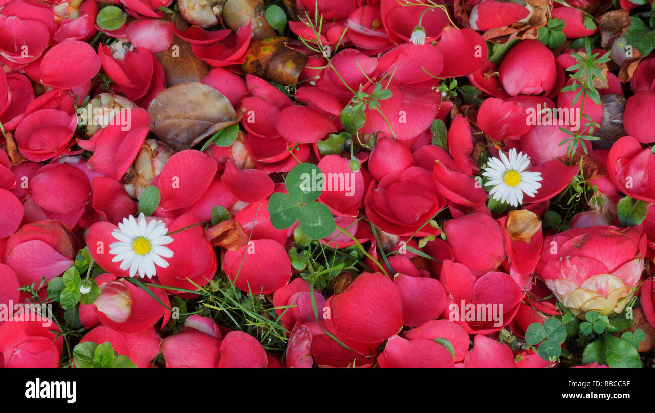 Flowers red carpet hi-res stock photography and images - Alamy