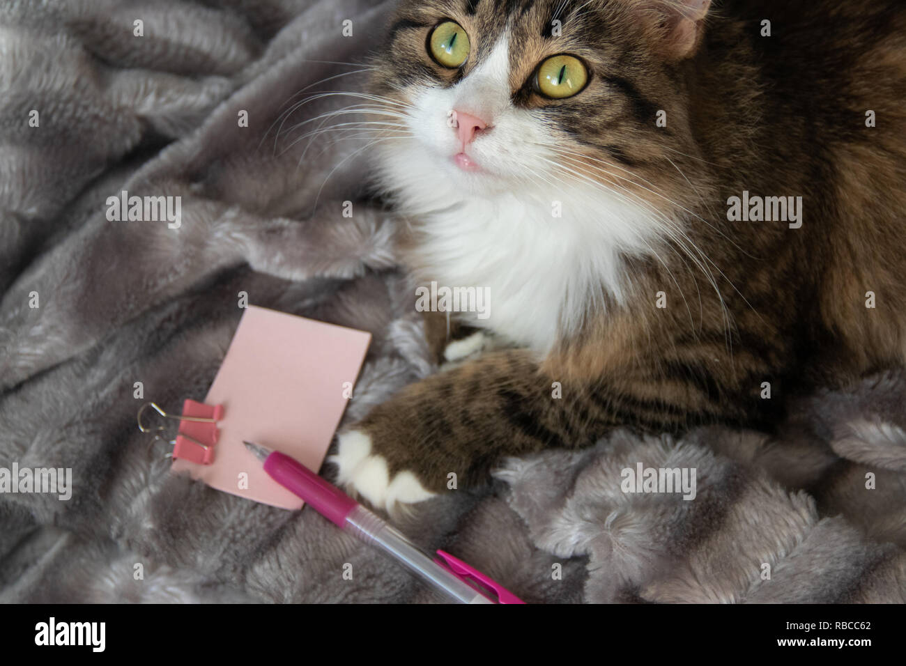 Ginger Tom Cat Kitten Kawaii Scrapbook Stationery Stickers Craft ...