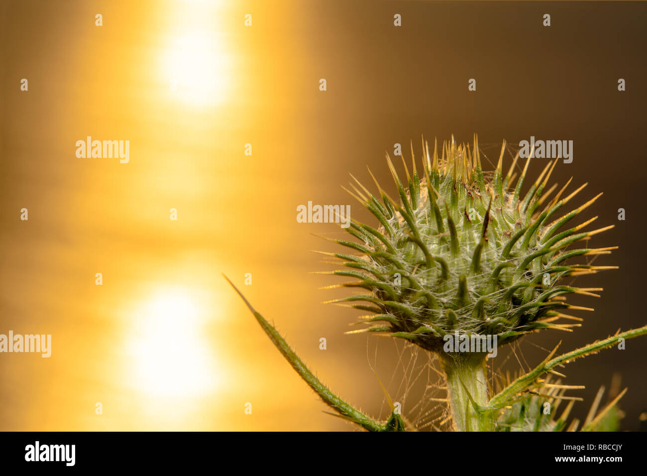 Spear Thistle/bull thistle/ common thistle. Scientific Name: Cirsium ...
