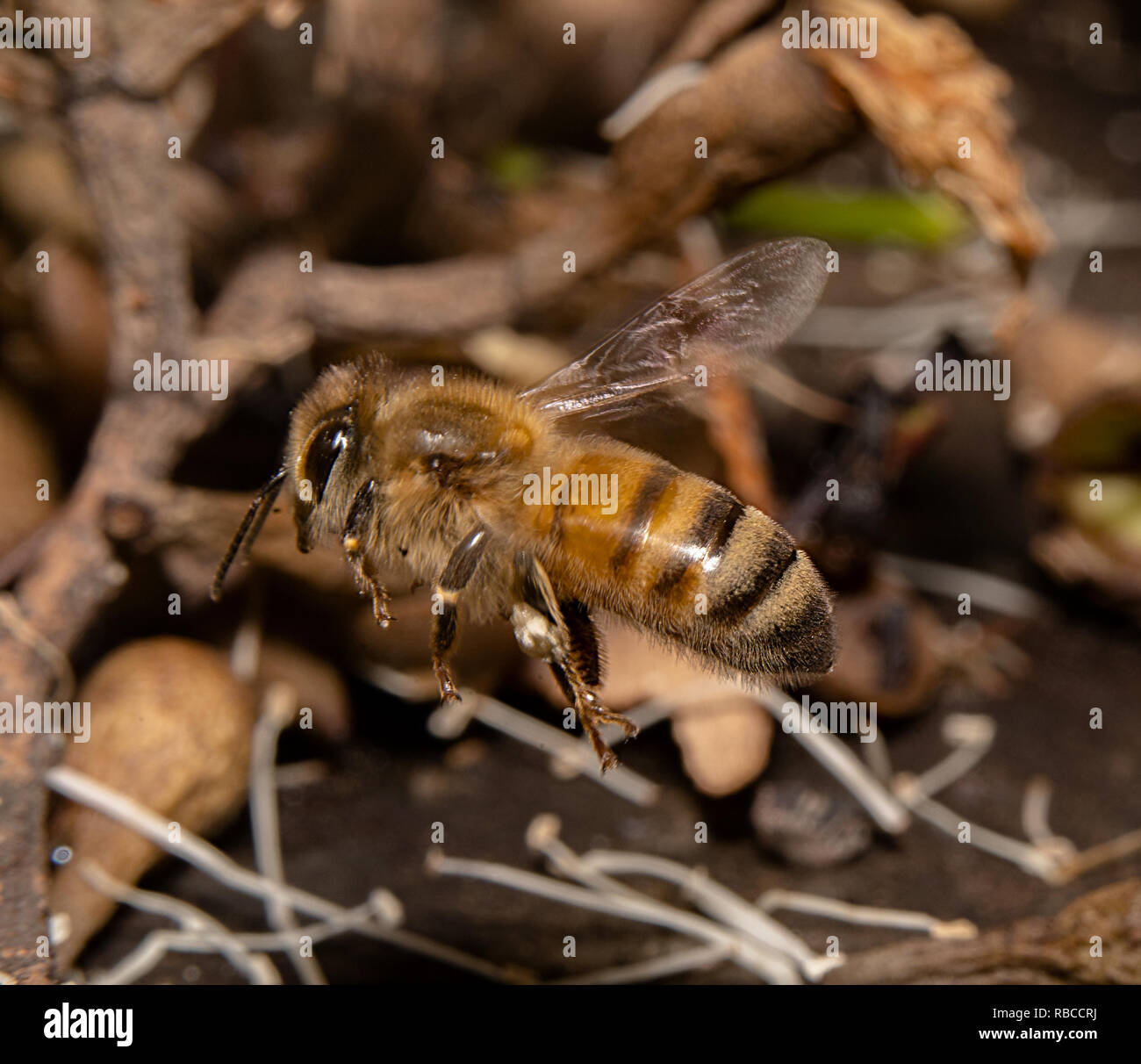 Bee flying in the bush, semi aerial view, suspended in the air Stock ...