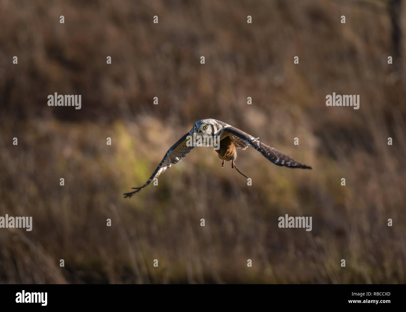 Flying hawk owl with water vole in its claws Stock Photo - Alamy