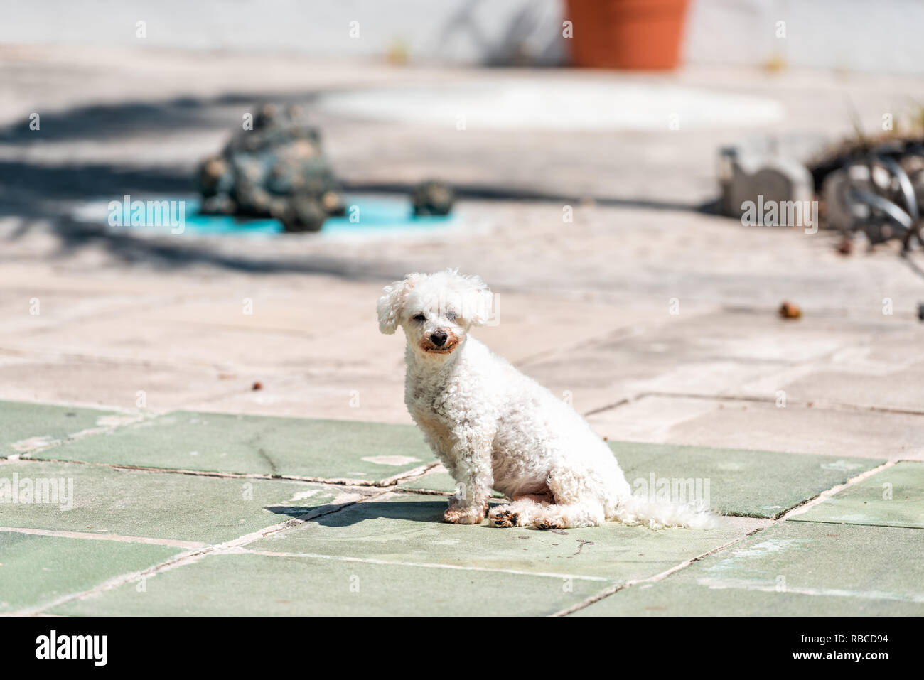 One cute adorable angry smiling white Poodle dog looking straight with ...