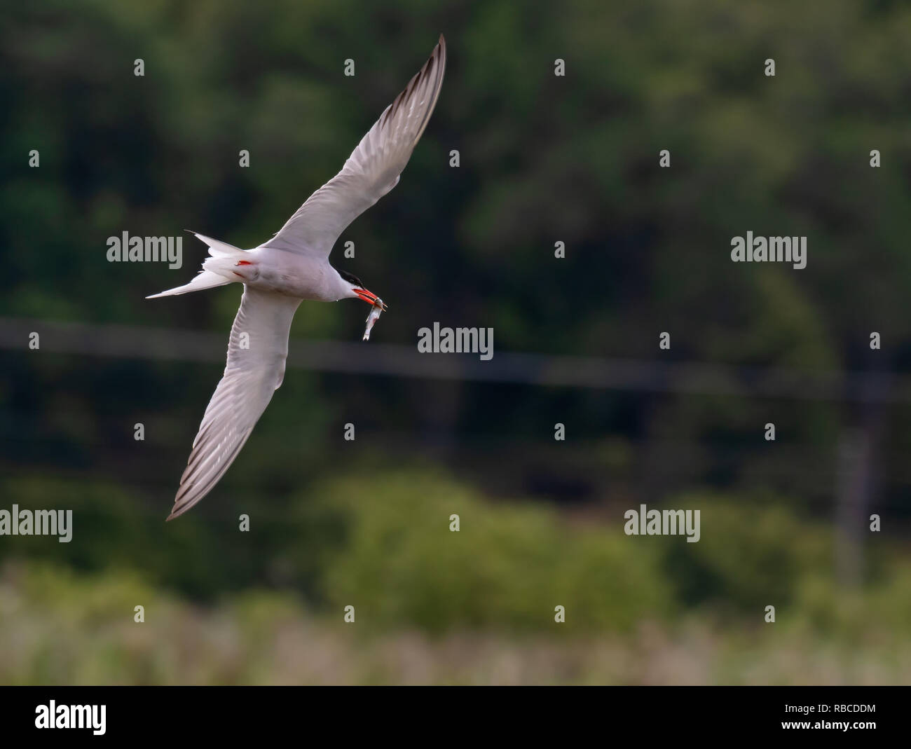 Common tern in flight with small fish for its babies Stock Photo - Alamy