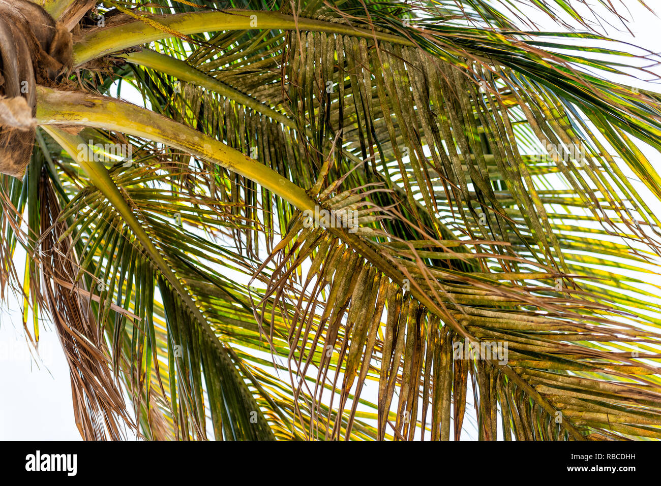 Low angle closeup of colorful green yellow bright palm tree leaves ...
