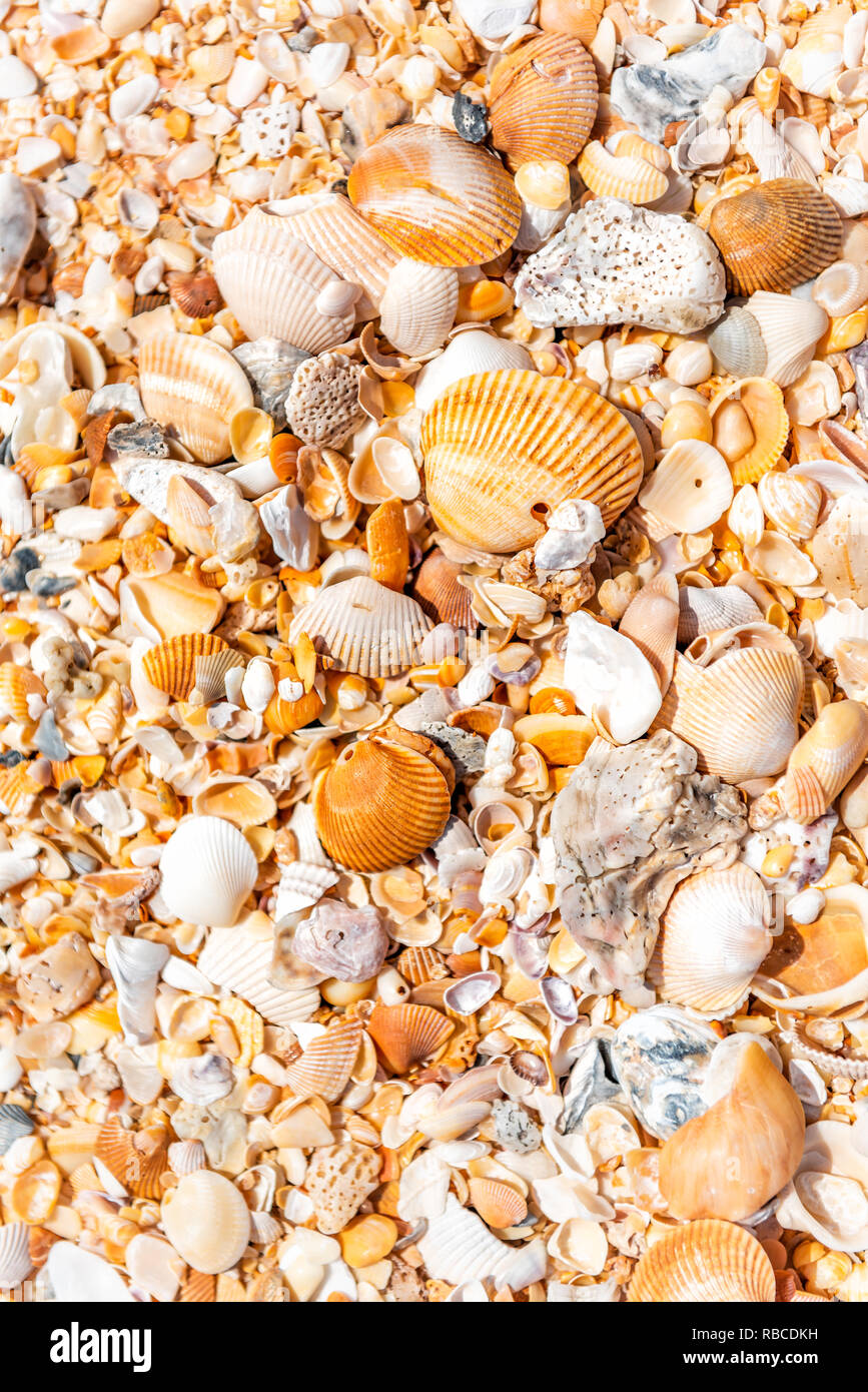 Flat top vertical view down of orange vibrant yellow sea shells in ...