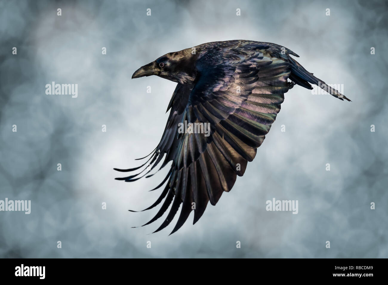 Raven flying hi-res stock photography and images - Alamy